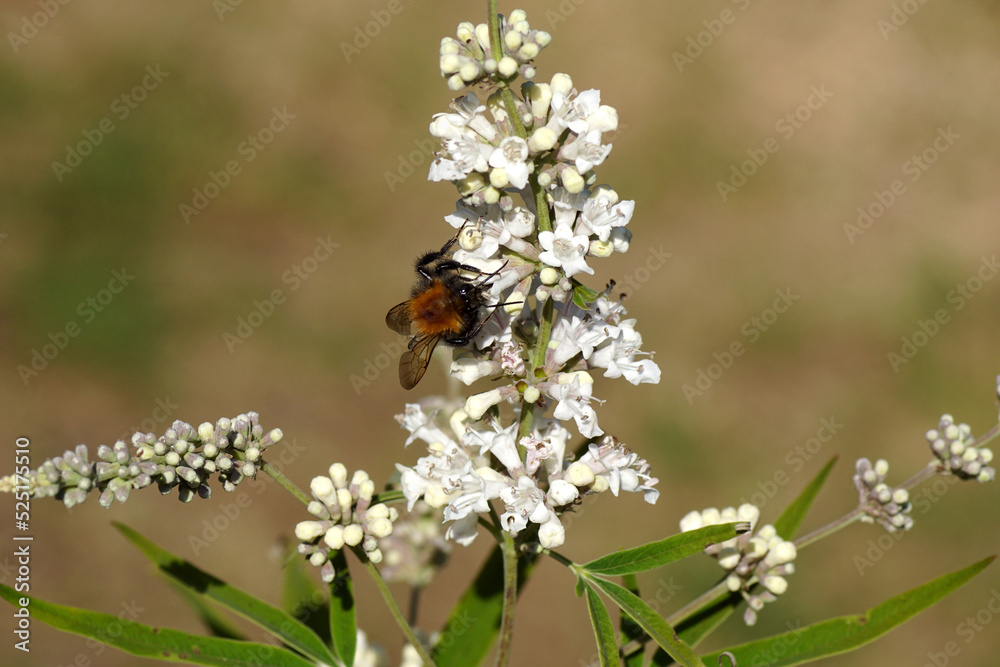 Common carder bee (Bombus pascuorum), family Apidae. On a flowers of ...