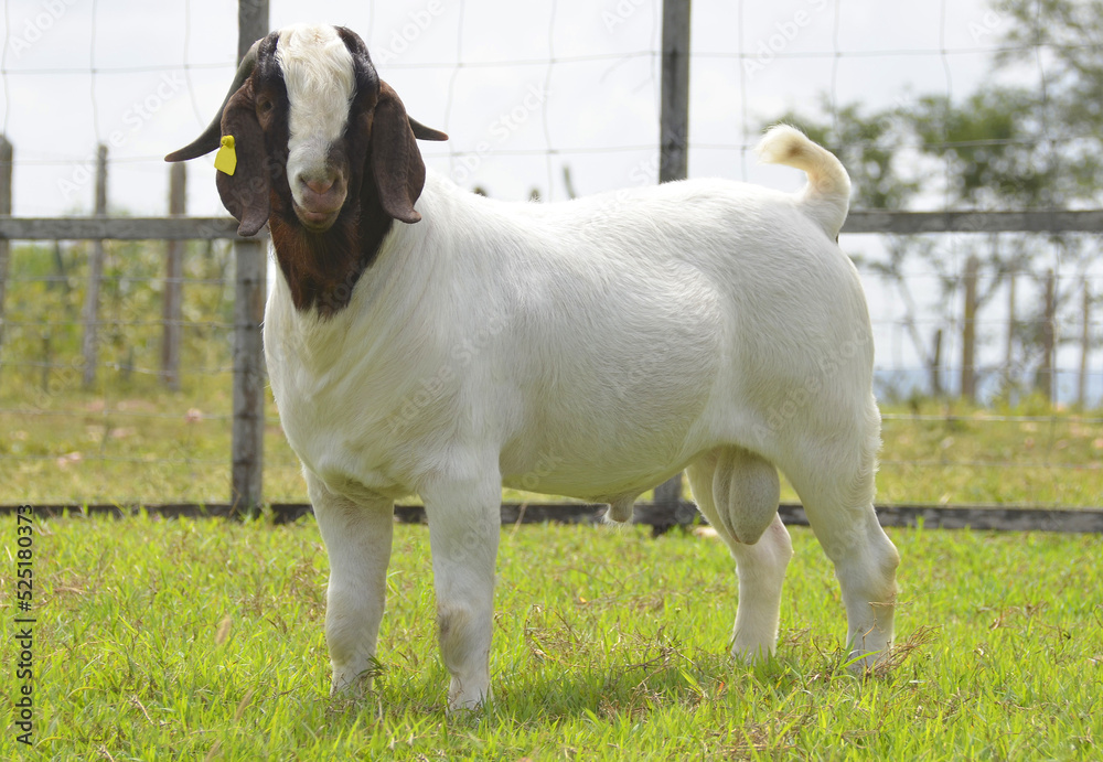Foto de Stock Male Boer goat very awarded in Brazil. The Boer is a ...