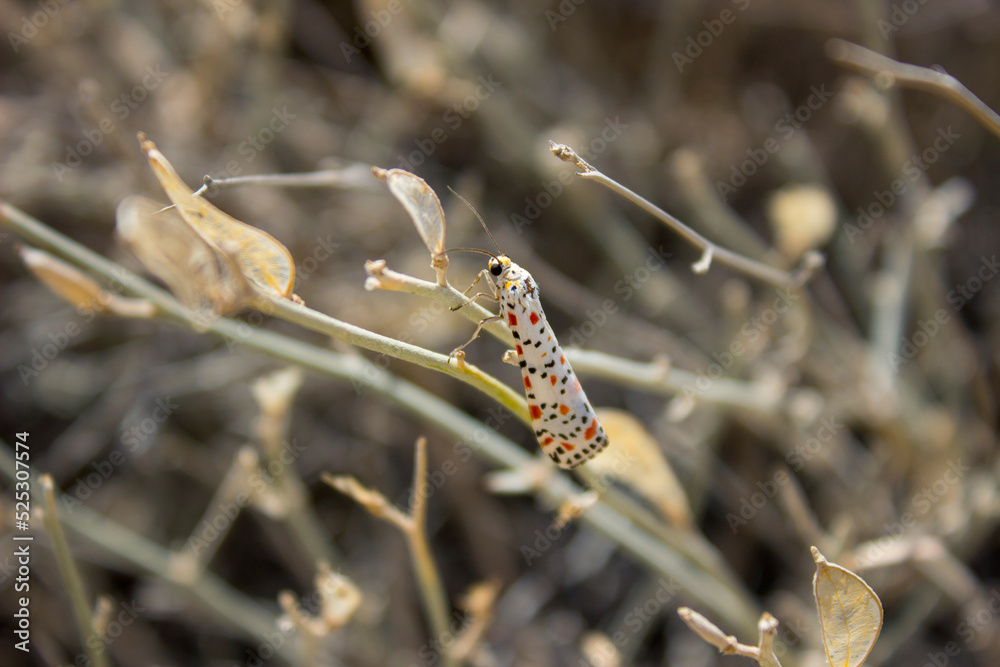 Utetheisa pulchella, the crimson-speckled flunkey, crimson-speckled ...