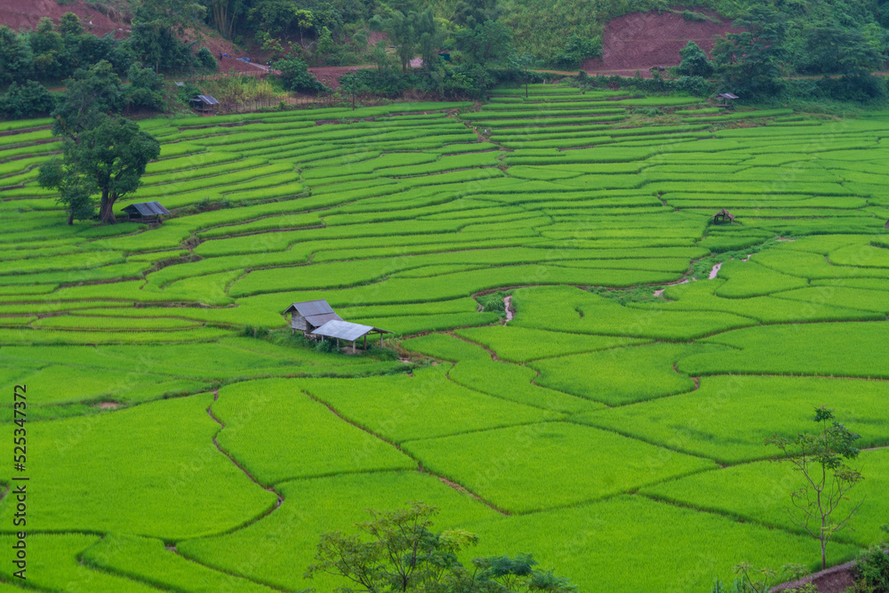 Rice fields on the hills, farmers plant rice terraces, a destination ...