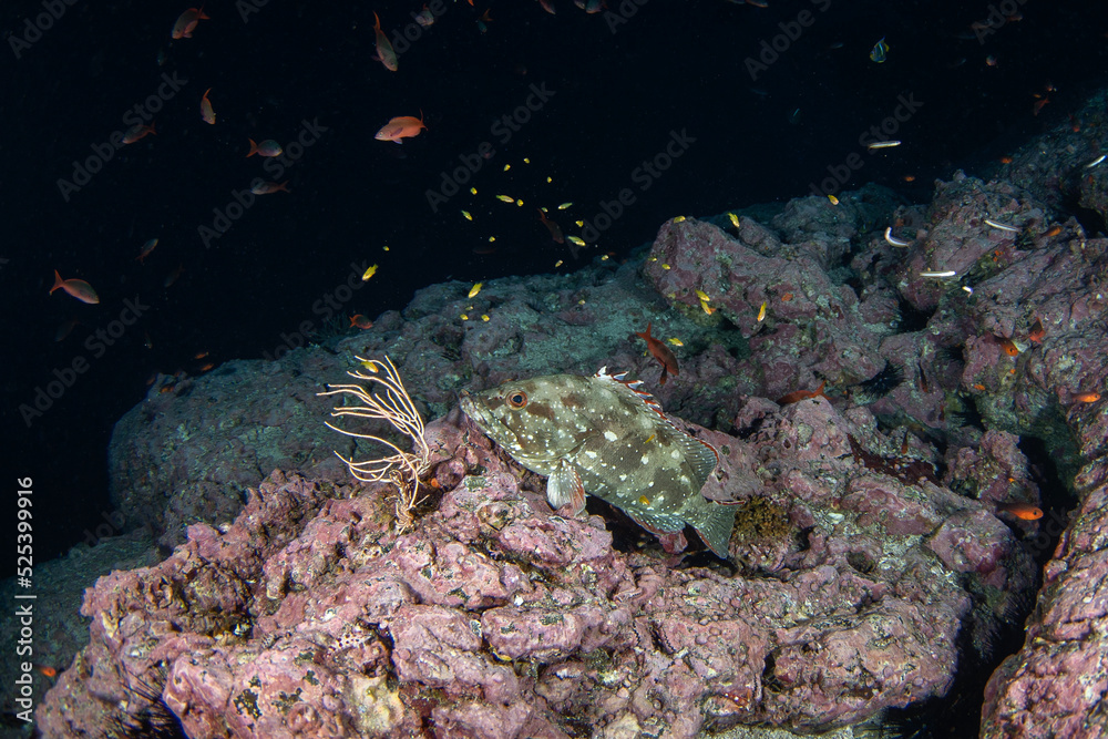 Epinephelus dolabriformis near Malpelo island. Starry grouper is lying ...