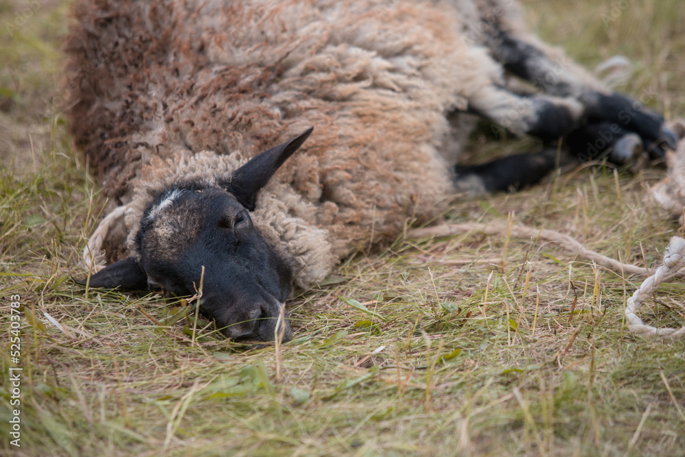 Animal for the Feast of Sacrifice. Muslim Holiday Kurban Bayrami, aid ...