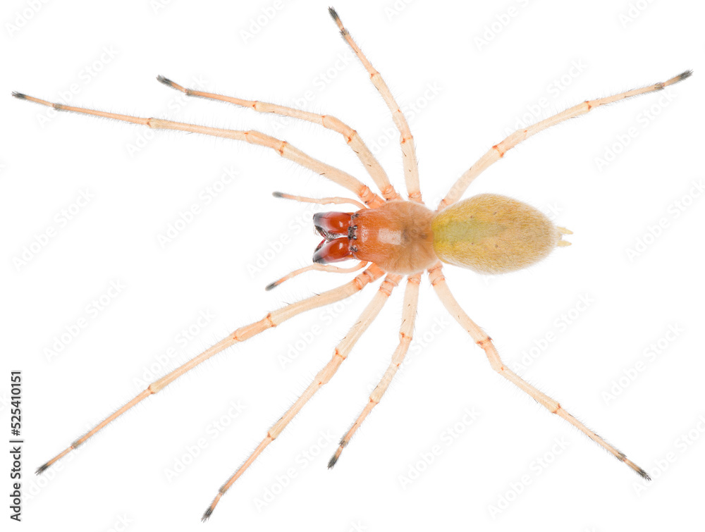 Cheiracanthium punctorium, one of several species the yellow sac spider ...