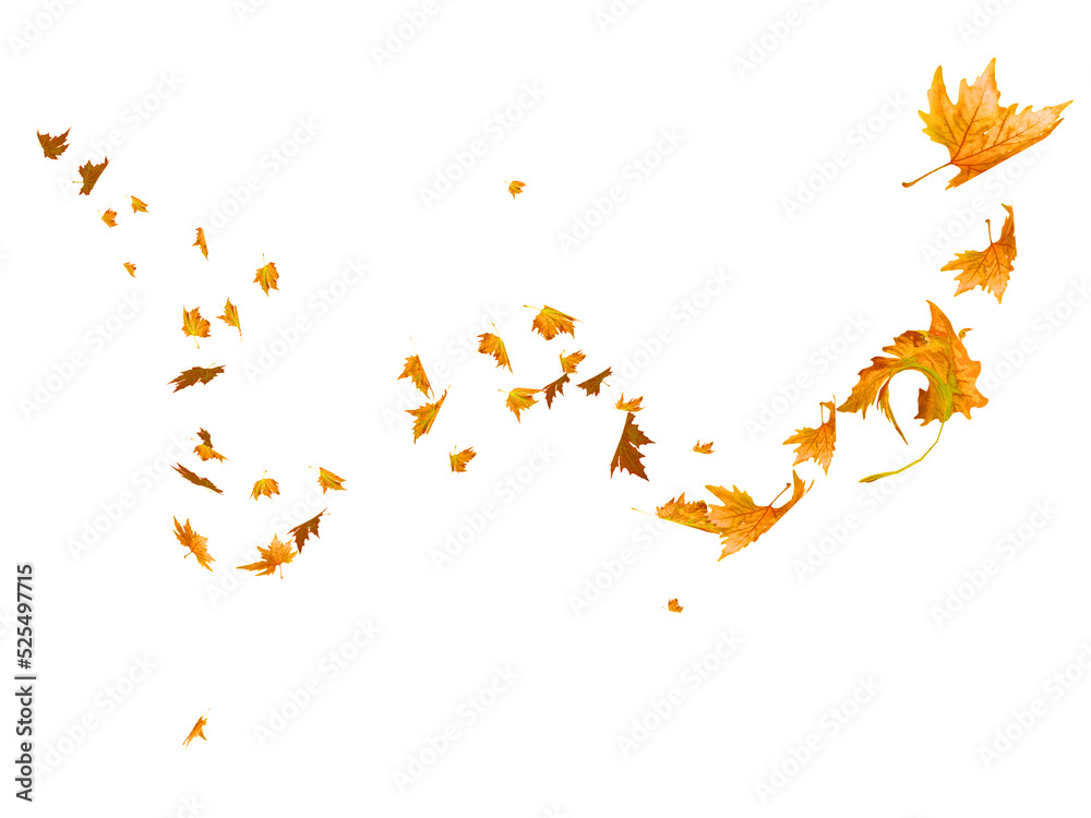 autumn leaves falling and flying by the wind isolated for background ...
