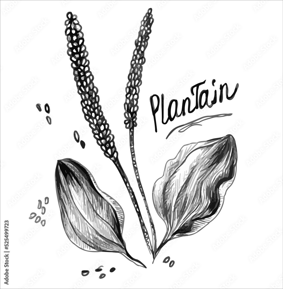 Plantain branch with leaves, field grass, medicinal plant. Vector image ...
