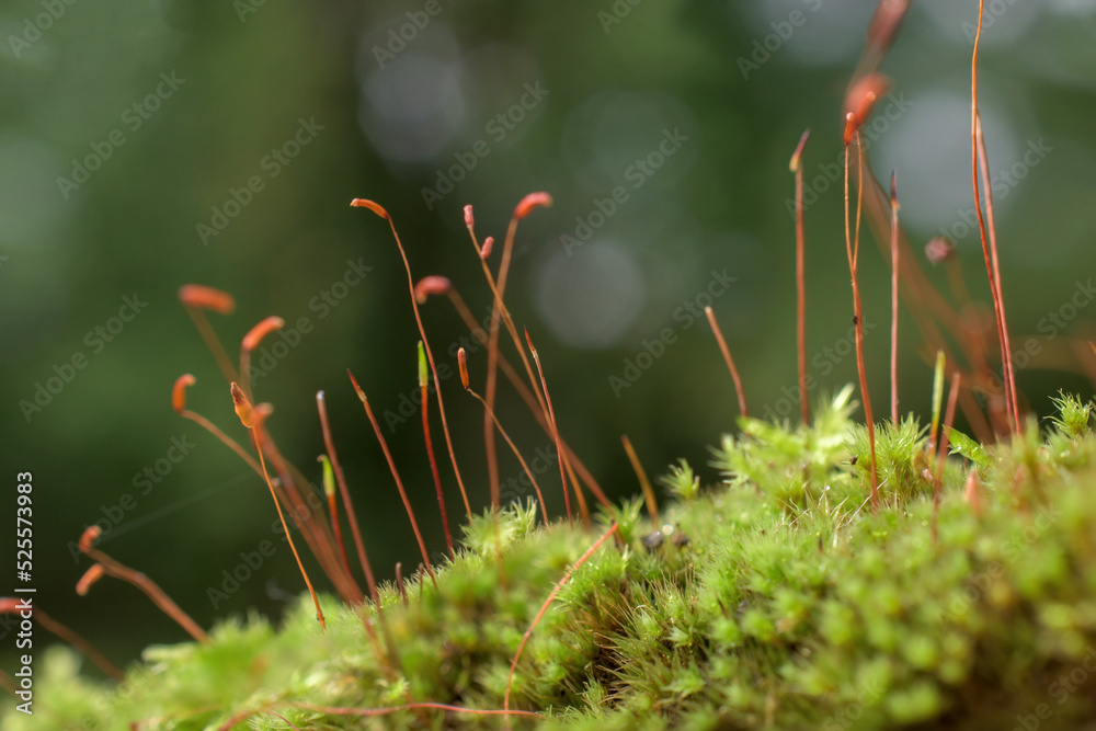 The life of a simple moss in Upstate NY. Once the egg is fertilised ...