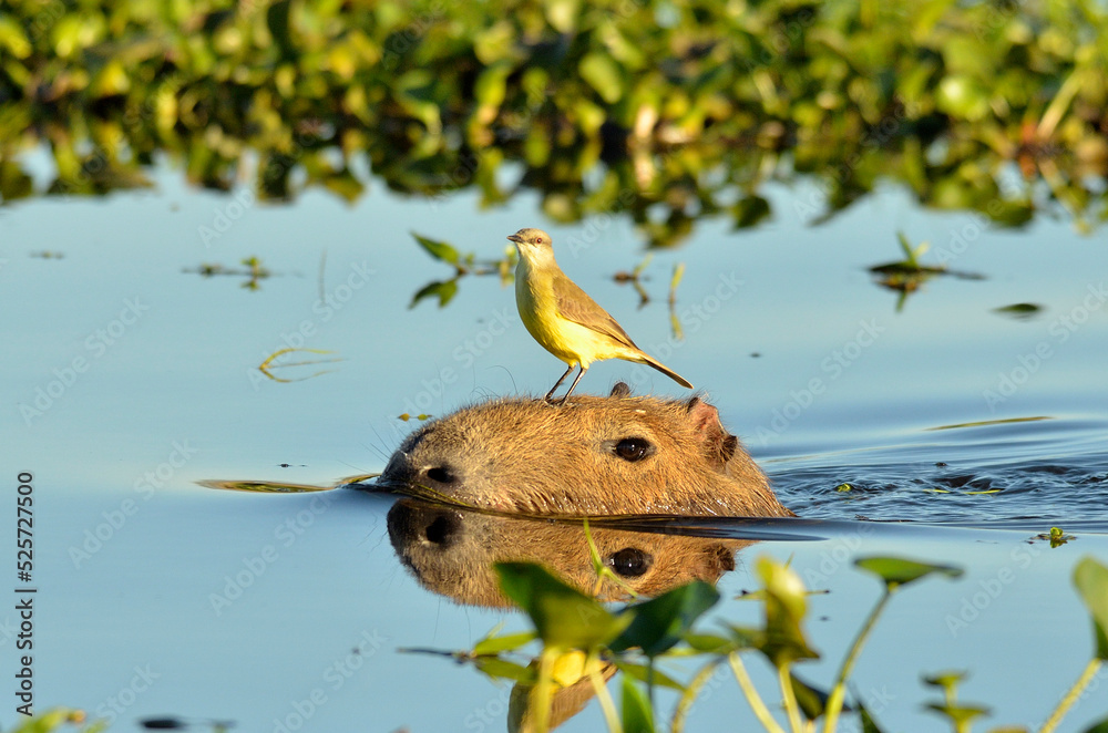capybara with a bird 2 Stock Photo | Adobe Stock