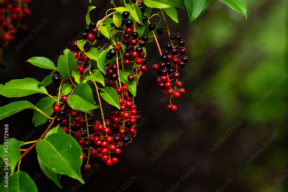 berries red bird-cherry tree Branch of a ripe green leaf bitter black ...
