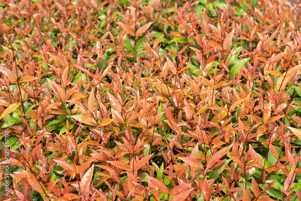 Syzygium australe or christina tree Medium-sized shrub, Young branches ...