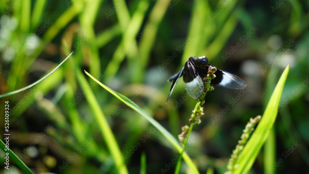 Stock-Foto „Dragonfly species (Anisoptera) are characterized by long ...