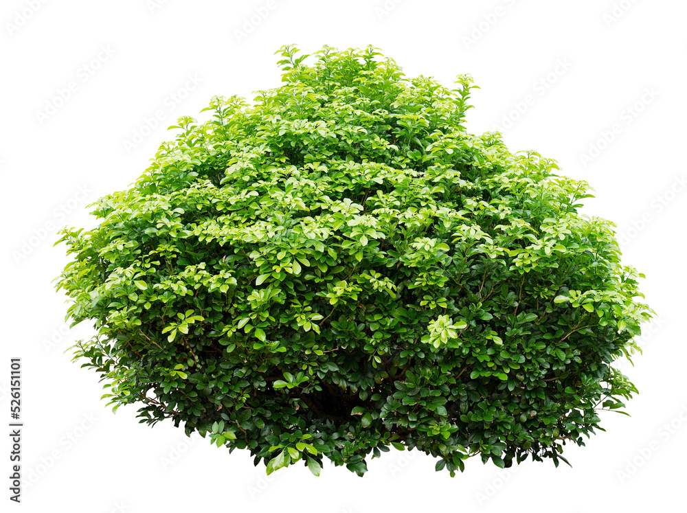 Ornamental tree isolated on white background. PNG isolate file. Stock ...