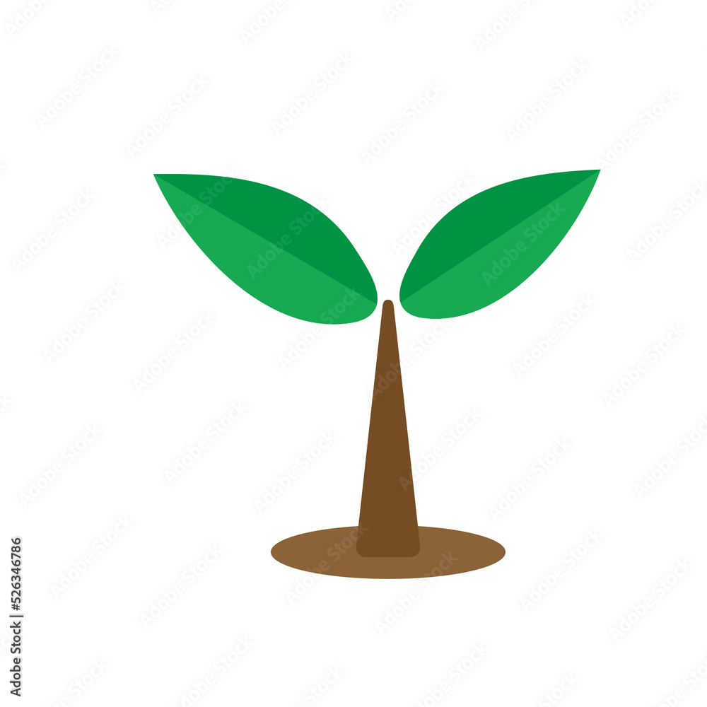 The tree that grows from seed is a big tree with green color and the ...