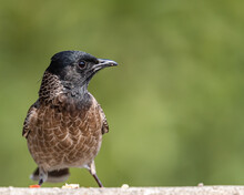 White Vented Bulbul Free Stock Photo - Public Domain Pictures