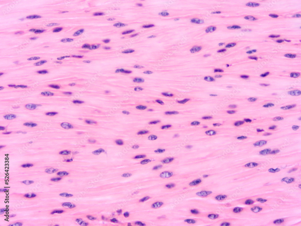 Foto de Stock Histology of human tissue, show epithelial tissue and ...