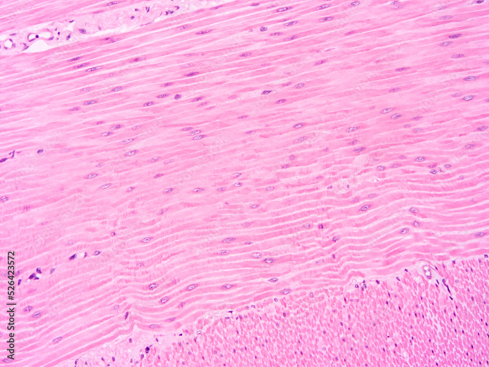 Histology of human tissue, show epithelial tissue and connective tissue ...