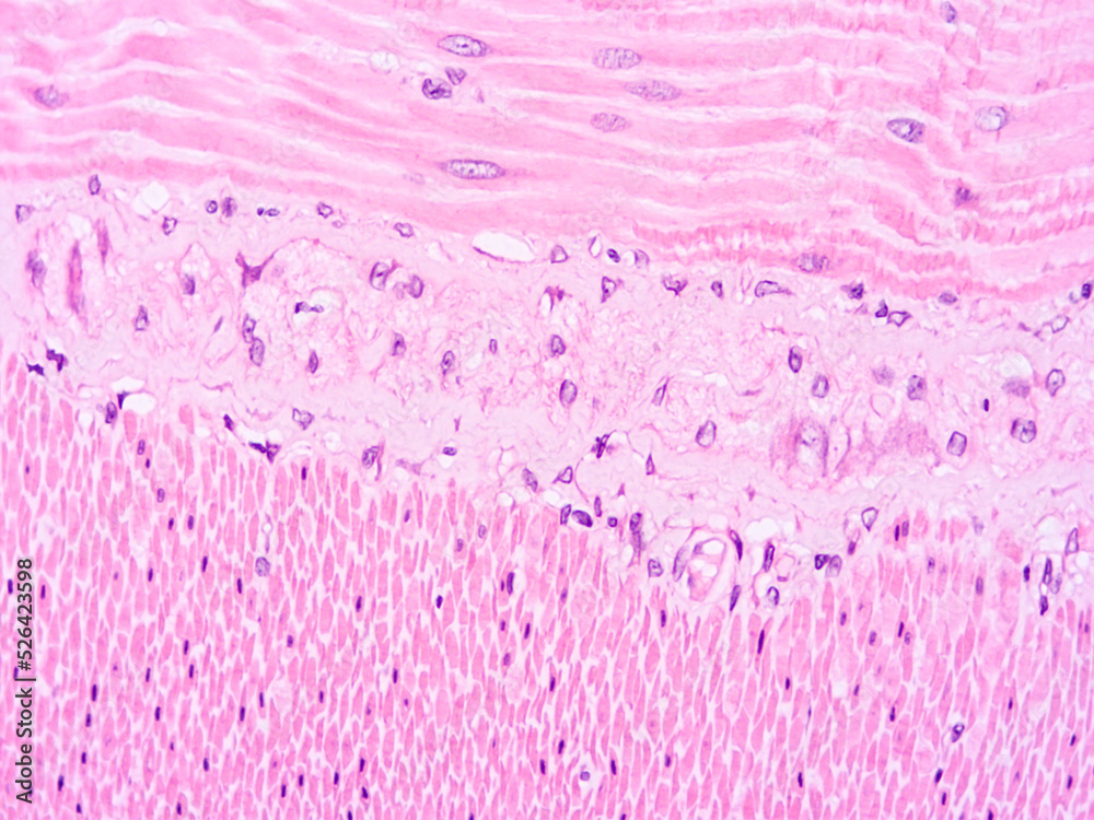 Foto de Stock Histology of human tissue, show epithelial tissue and ...
