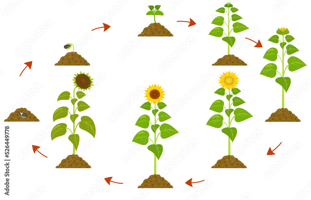 Sunflower life cycle. Infographic of plant growth stages from seed to ...