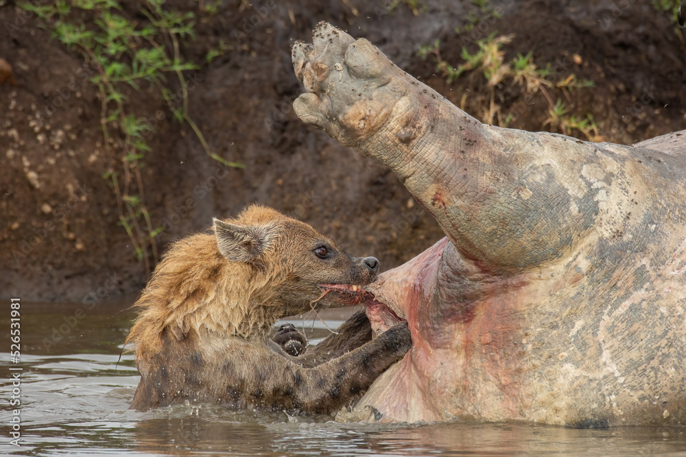 Spotted hyena feeding from a dead hippo in the African bush of Masai ...