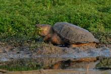 Baby Snapping Turtle On Rock Free Stock Photo - Public Domain Pictures