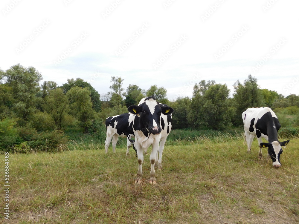 Foto de Stock Cattle (Bos taurus) are large, domesticated, cloven ...