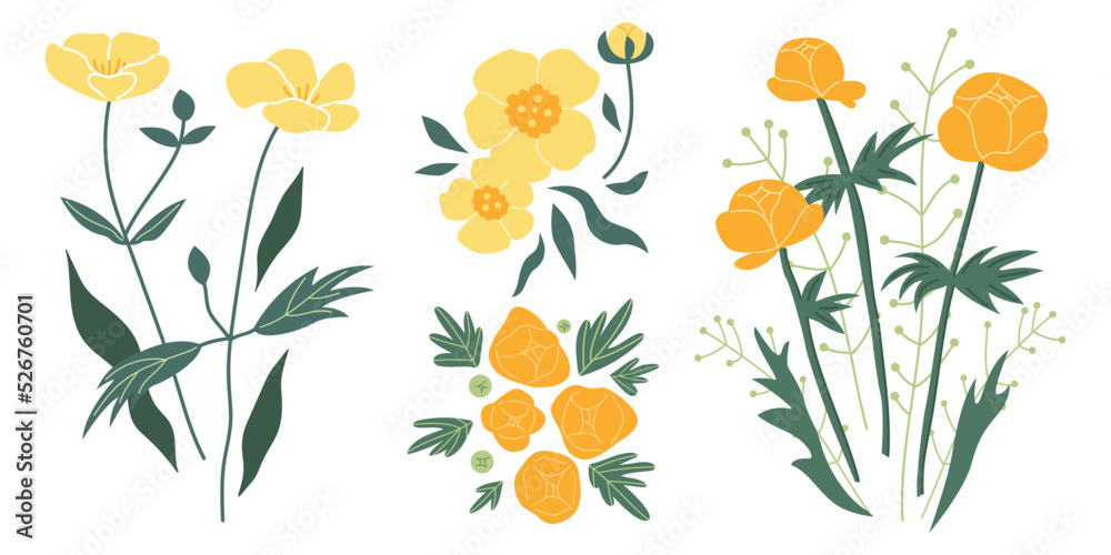 Buttercup and Globeflower. Yellow flowers. Summer illustration. Plant ...