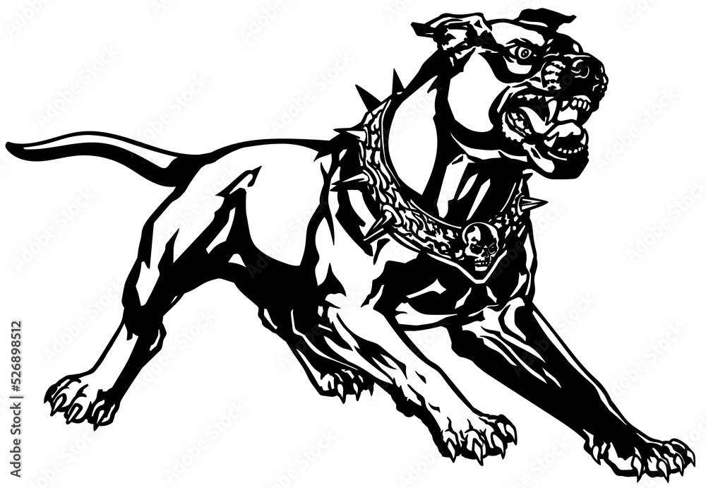 attacking dog wearing a spiked collar with a skull standing in an ...
