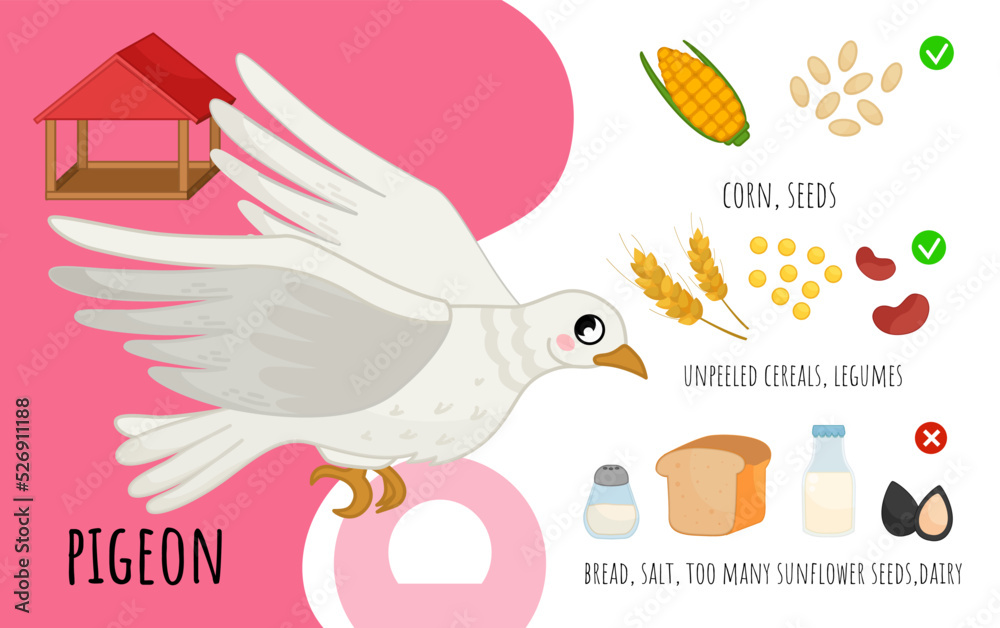 Vector poster how to feed a city birds. List of allowed products ...
