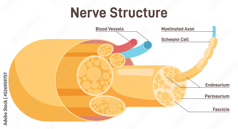 Nerve structure. Human nervous system connective tissue. Labeled scheme ...