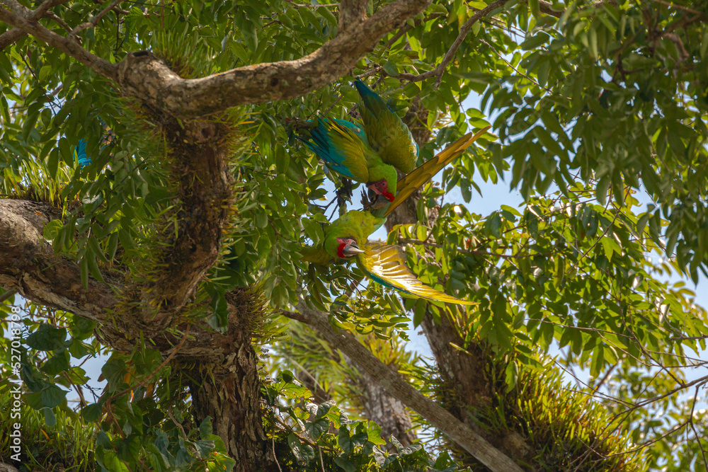 Great green macaw (Ara ambiguus), also known as Buffon's macaw or the ...
