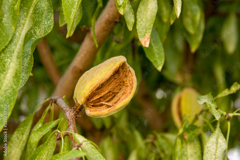 Almendro, fruto del almendro antes de desprenderse de la cascara verde ...