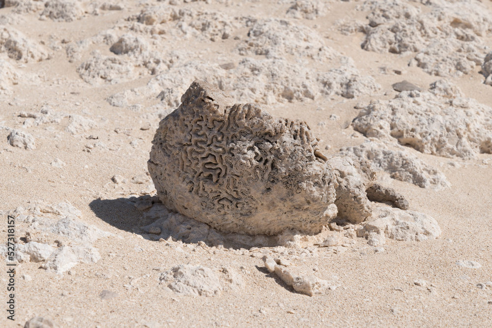 Coral fossils found in the Sultanate of Oman, Middle East Stock Photo ...