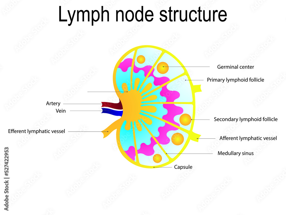 Lymph node structure schematic anatomic illustration - showing nodes, capsule, sinus, artery ...