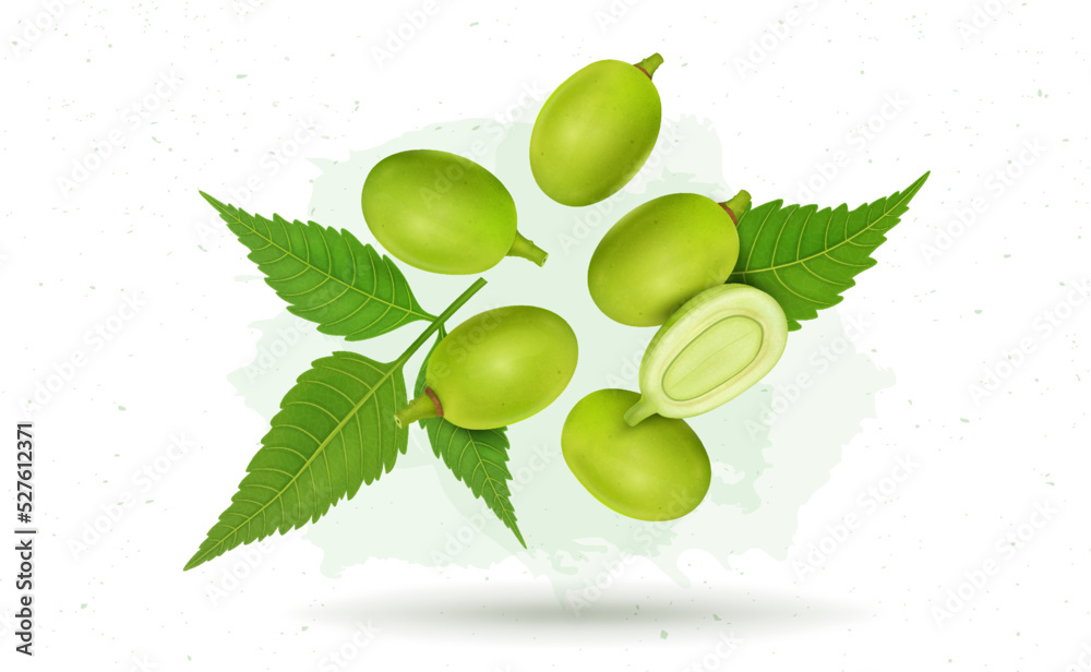 Neem Fruit vector illustration with neem leaves isolated on white ...