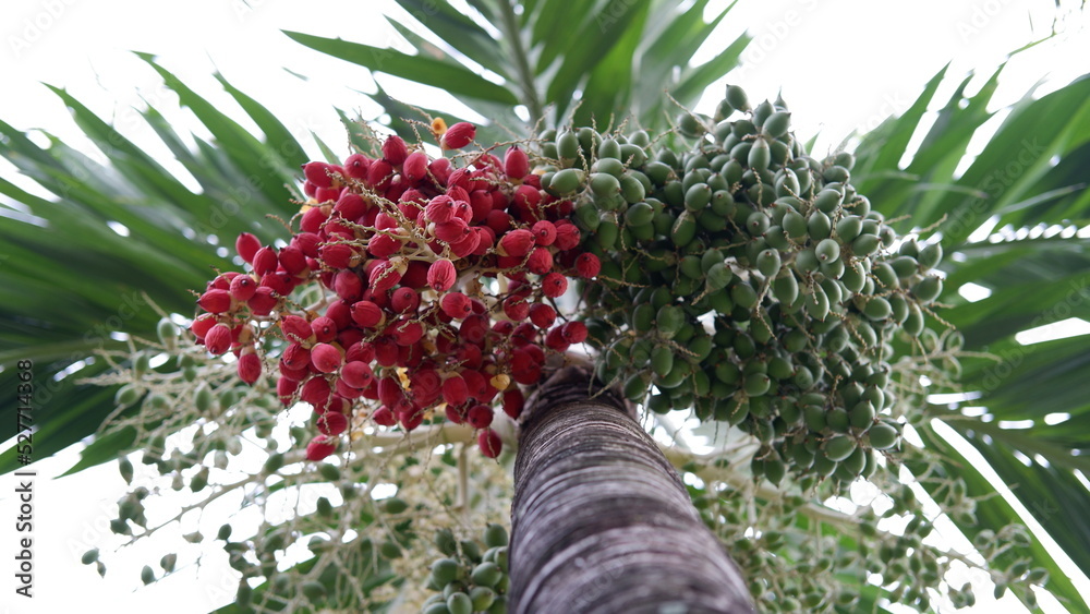 Adonidia fruits. Adonidia is a genus of flowering plants in the family ...