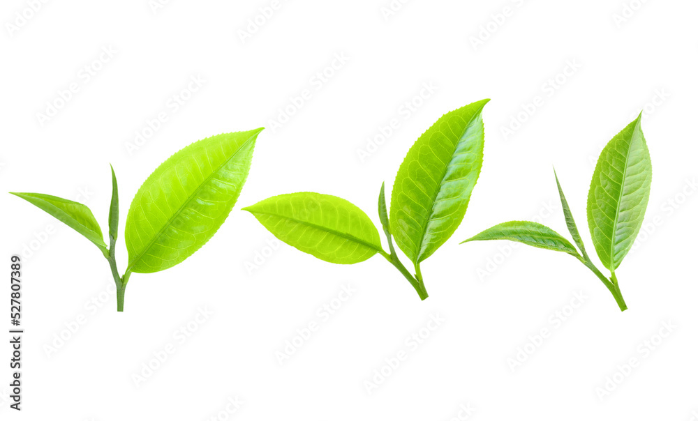Tea Leaves isolated on transparent png Stock Photo | Adobe Stock