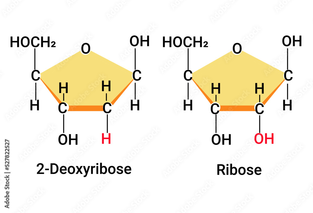 Chemical reaction of Ribose and 2-Deoxyribose Stock Vector | Adobe Stock