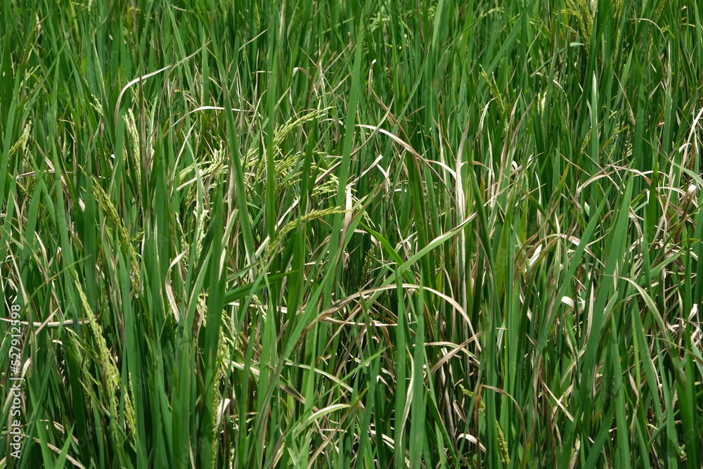 Sheath blight. Rice field diseases. Stock Photo | Adobe Stock