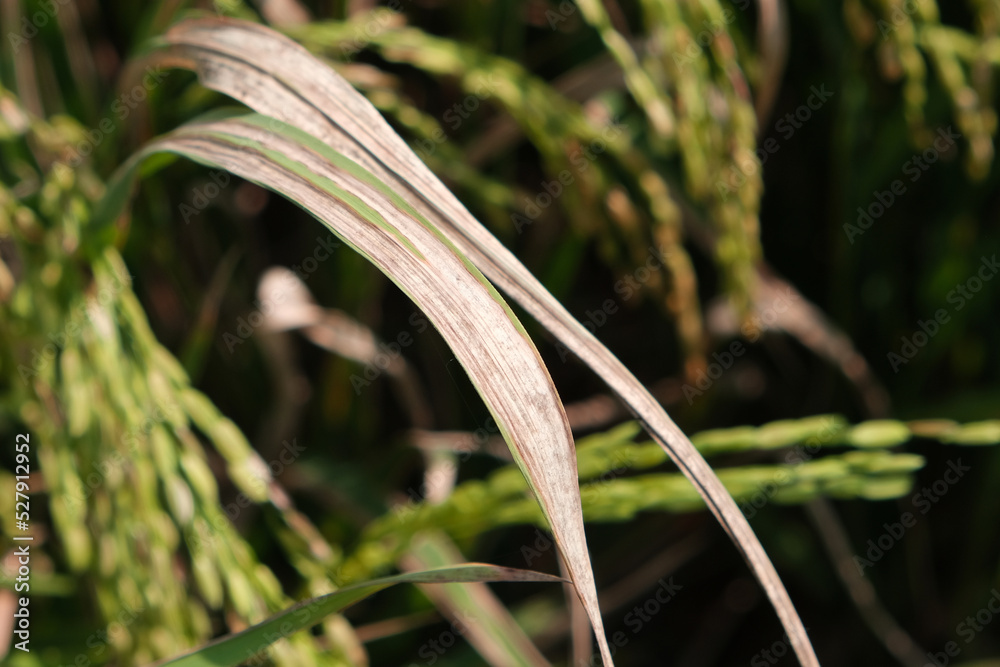 Sheath blight. Rice field diseases. Stock Photo | Adobe Stock