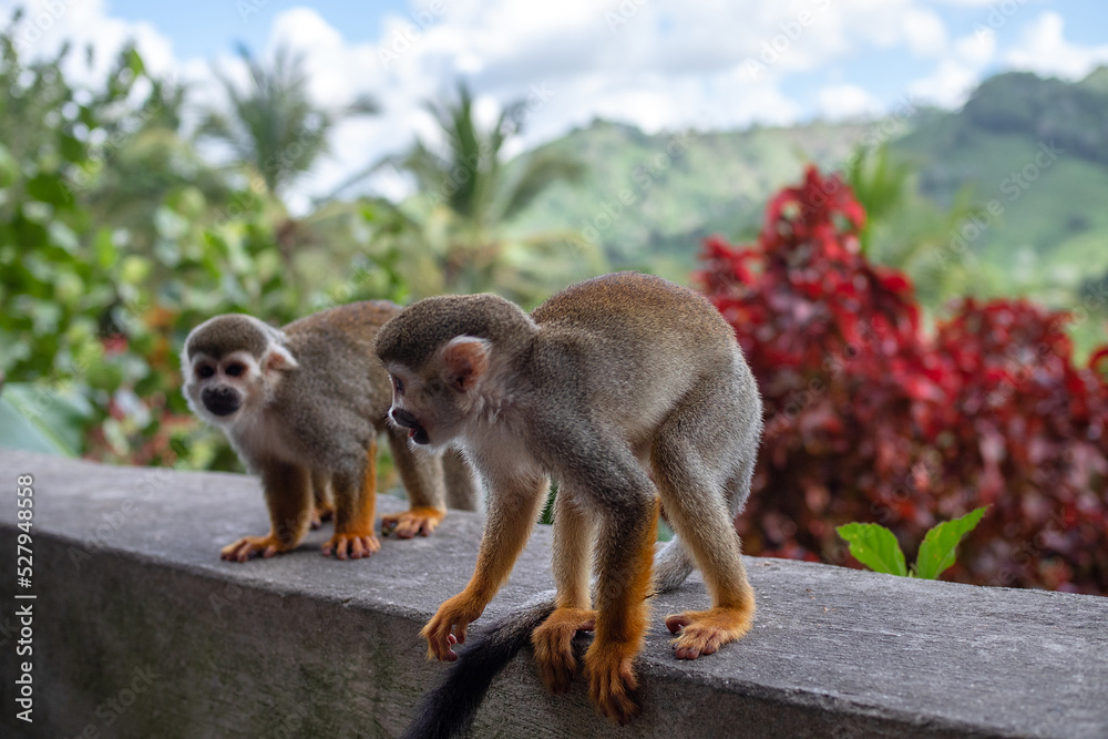 Little monkeys with long tails, a flock in the forest, funny primates ...
