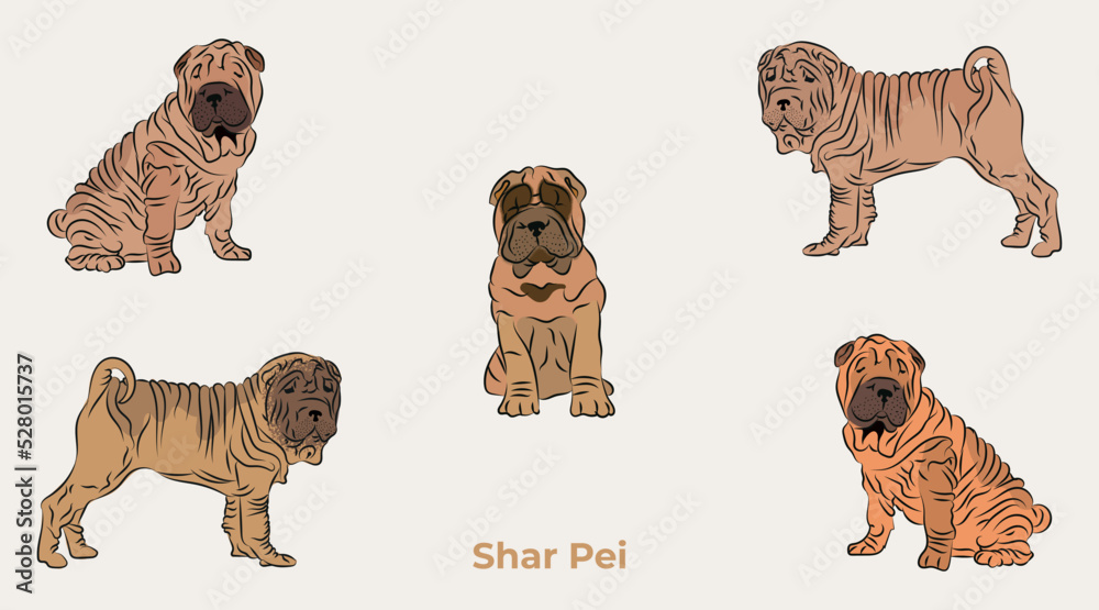 Sharpei breed, dog pedigree drawing. Cute dog characters in various ...