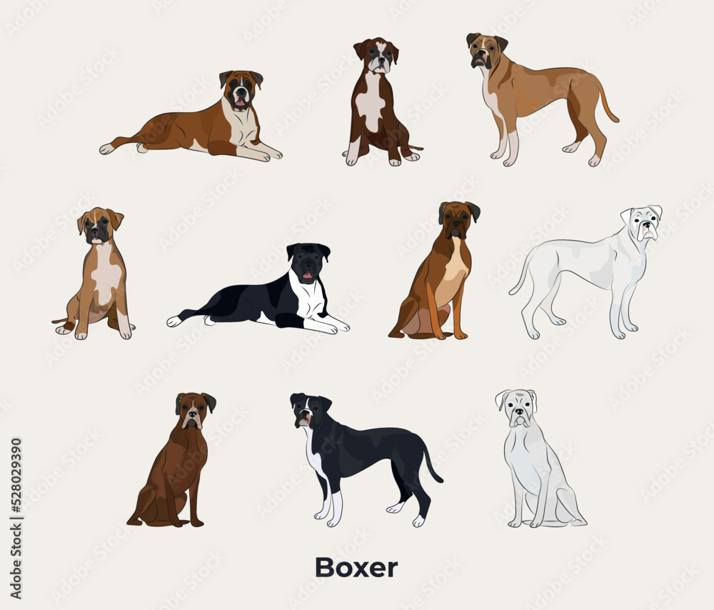 Vector de Stock Boxer breed, dog pedigree drawing. Cute dog characters ...