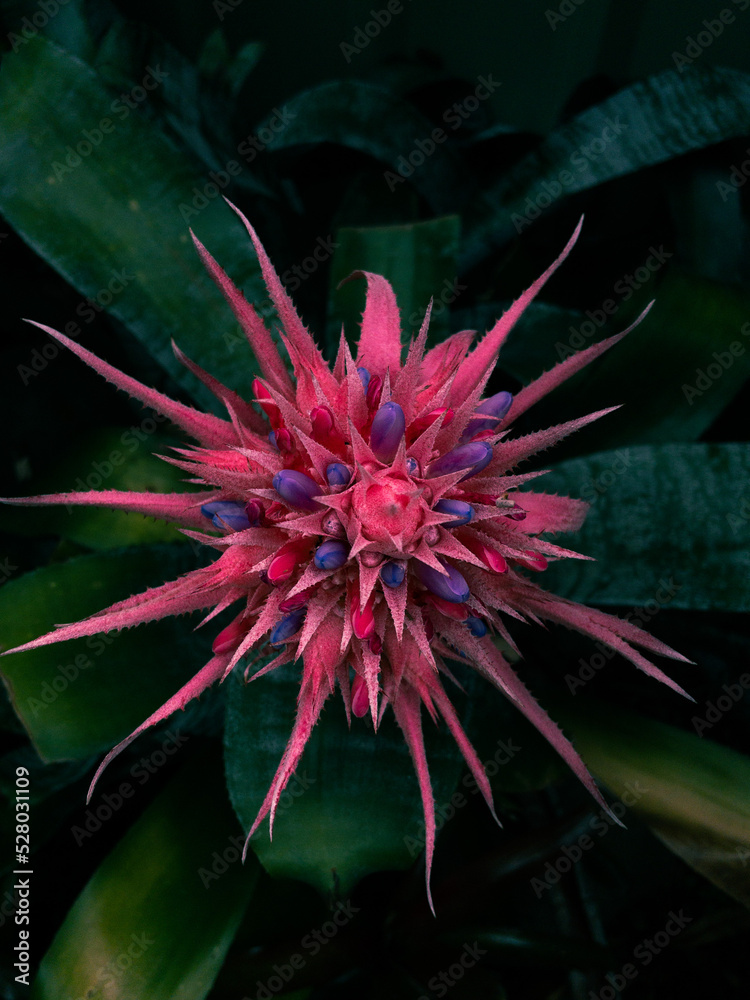 Aechmea fasciata species of flowering plant in the bromeliad family - a ...
