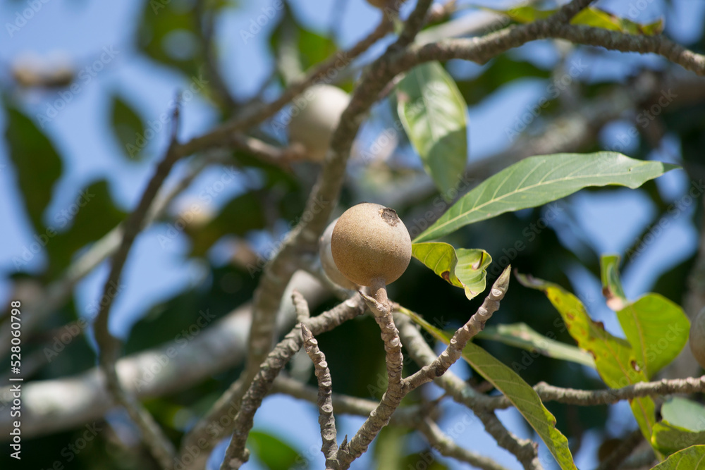 Jenipapo (Genipa americana) is the fruit of the jenipapo tree, a tree ...