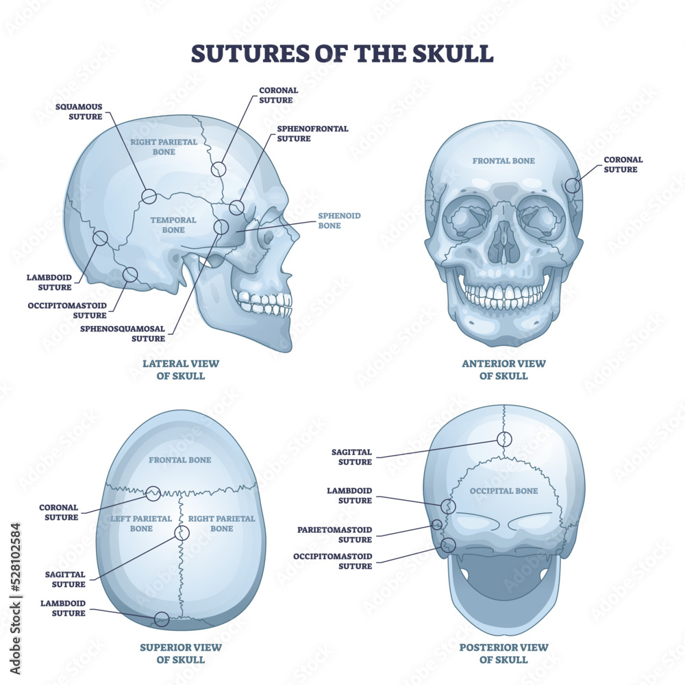 Sutures of the skull as human head bone medical division outline ...