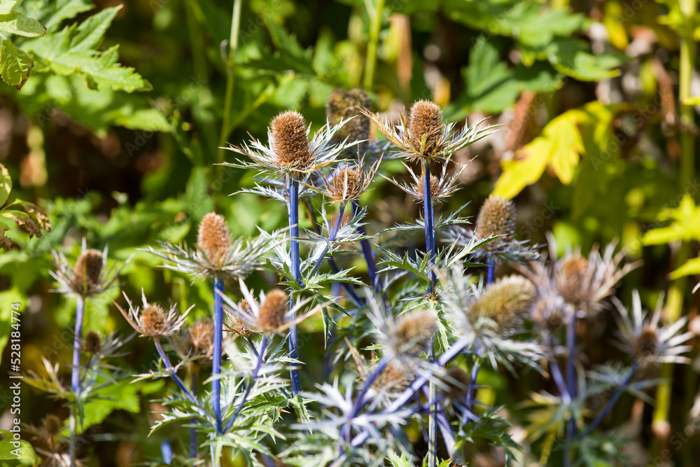 Alpen-Mannstreu, Alpenmannstreu, Alpen-Distel, Alpendistel (Eryngium ...
