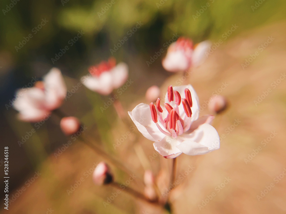 Stock-Foto „Butomus umbellatus is a Eurasian plant, family Butomaceae ...