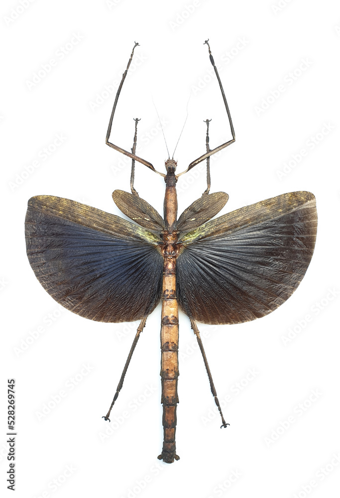 Peloriana lobiceps (female) Walking, Flying Stick Insect in White ...