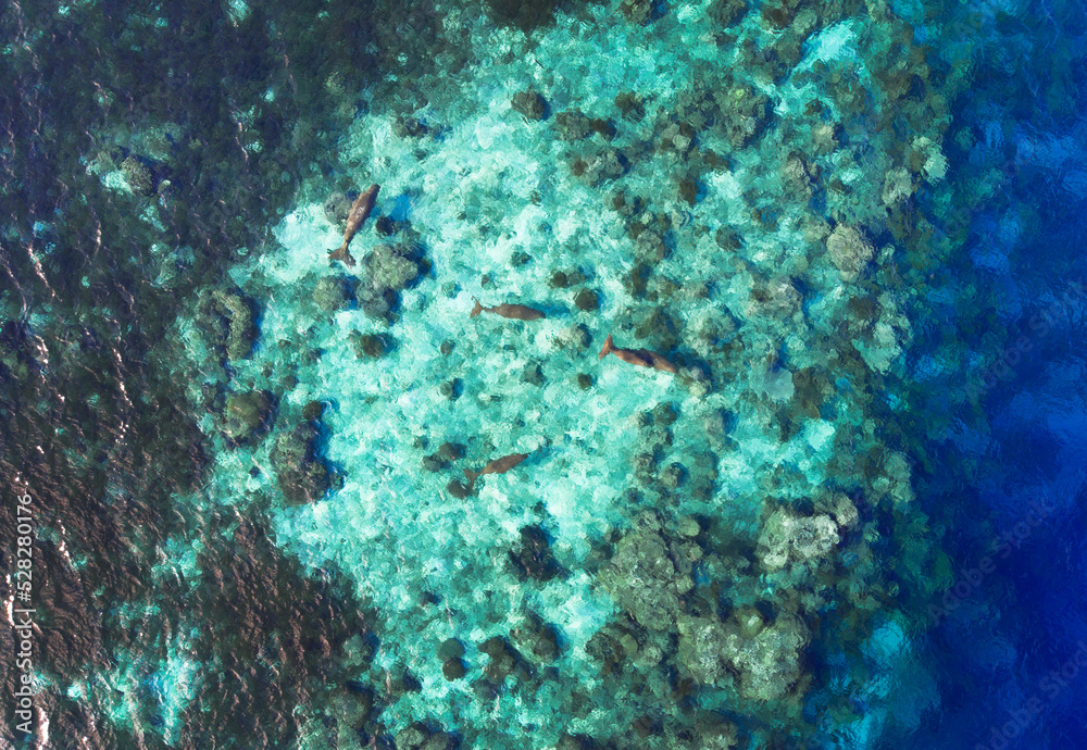 Aerial view of four Dugongs (dugon dugon) swimming in ocean, Sangihe ...