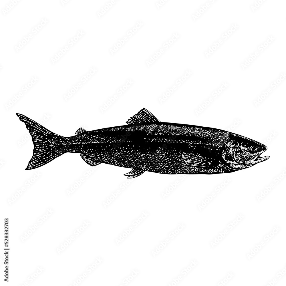 Keta Salmon hand drawing vector illustration isolated on background ...