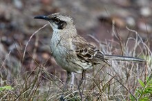 Mockingbird On Ground Close-up Free Stock Photo - Public Domain Pictures
